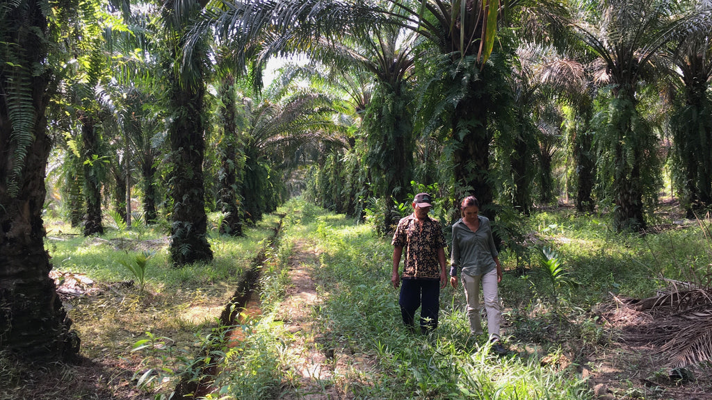 Deciphering Indonesia – Content Distribution