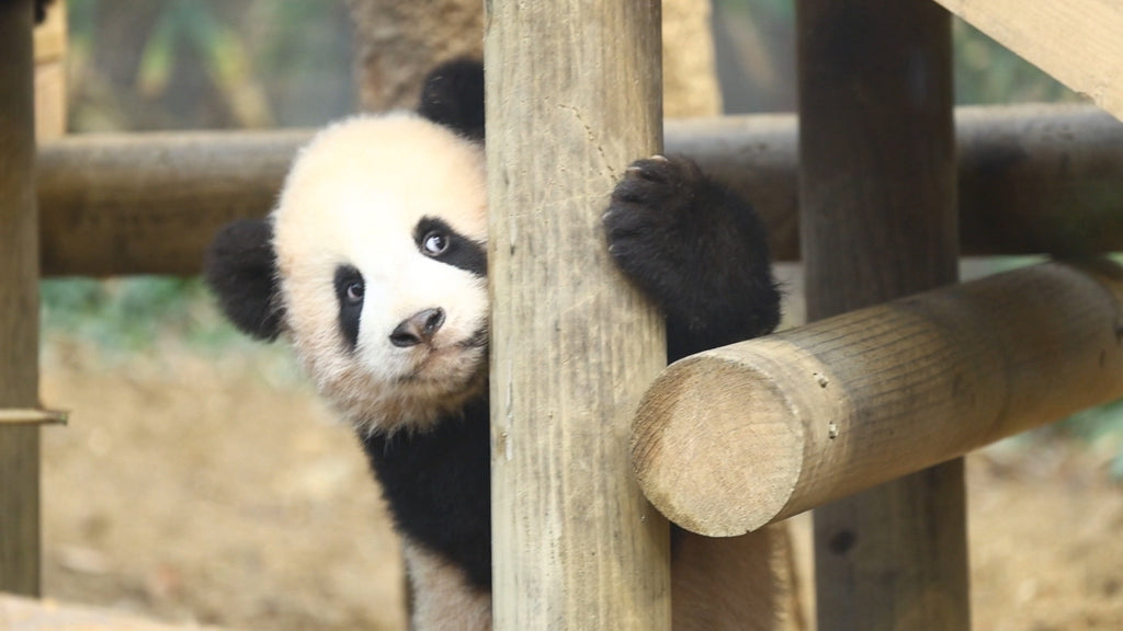 Panda Power - Rise of Furry Diplomats – Content Distribution