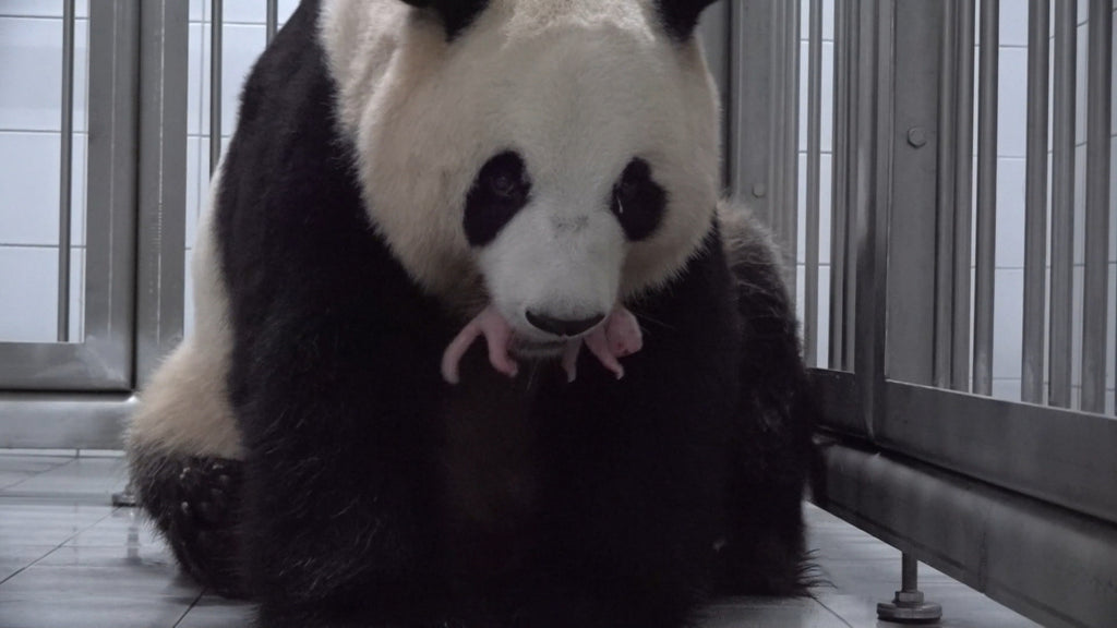 Panda Power - Rise of Furry Diplomats – Content Distribution