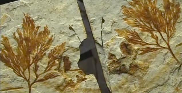 Four Winged Dinosaur – Content Distribution