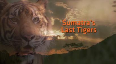 Sumatra's Last Tigers – Content Distribution