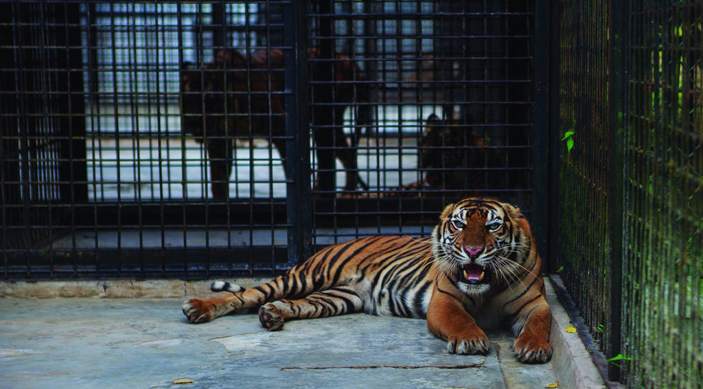 Sumatra's Last Tigers – Content Distribution