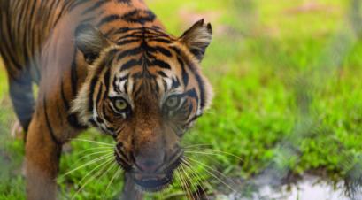 Sumatra's Last Tigers – Content Distribution